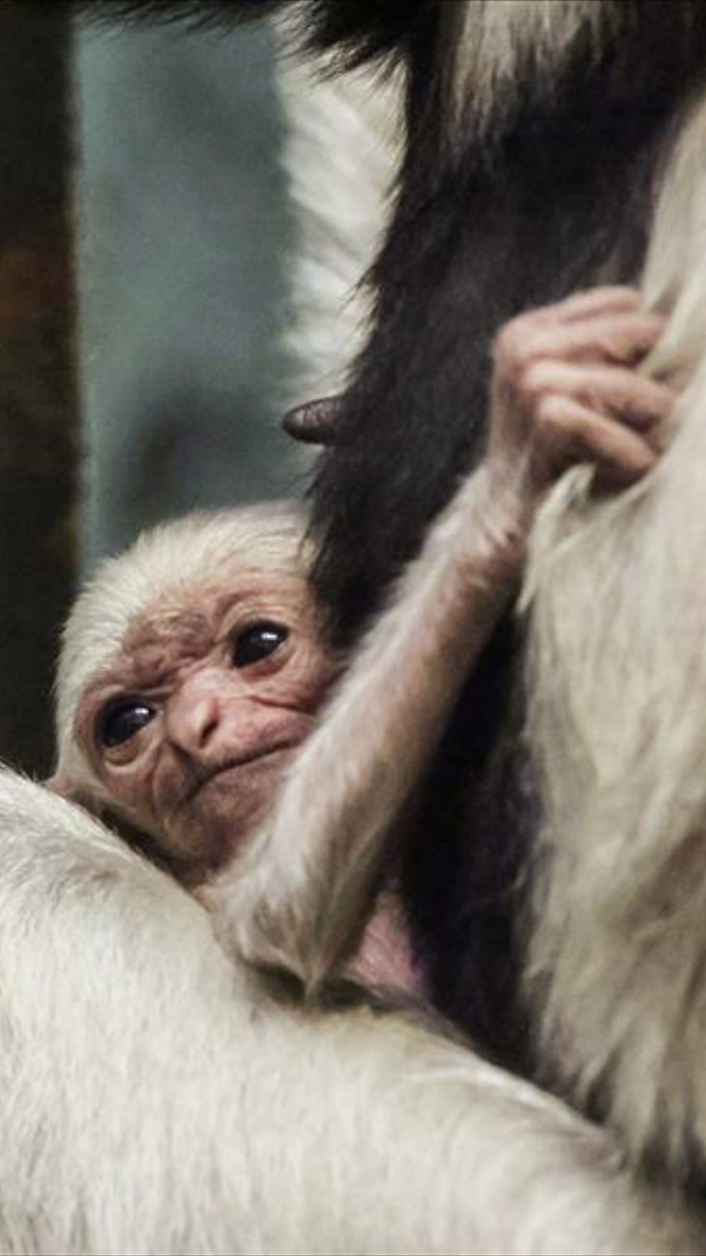 Zoo welcomes 'hugely important' rare gibbon birth