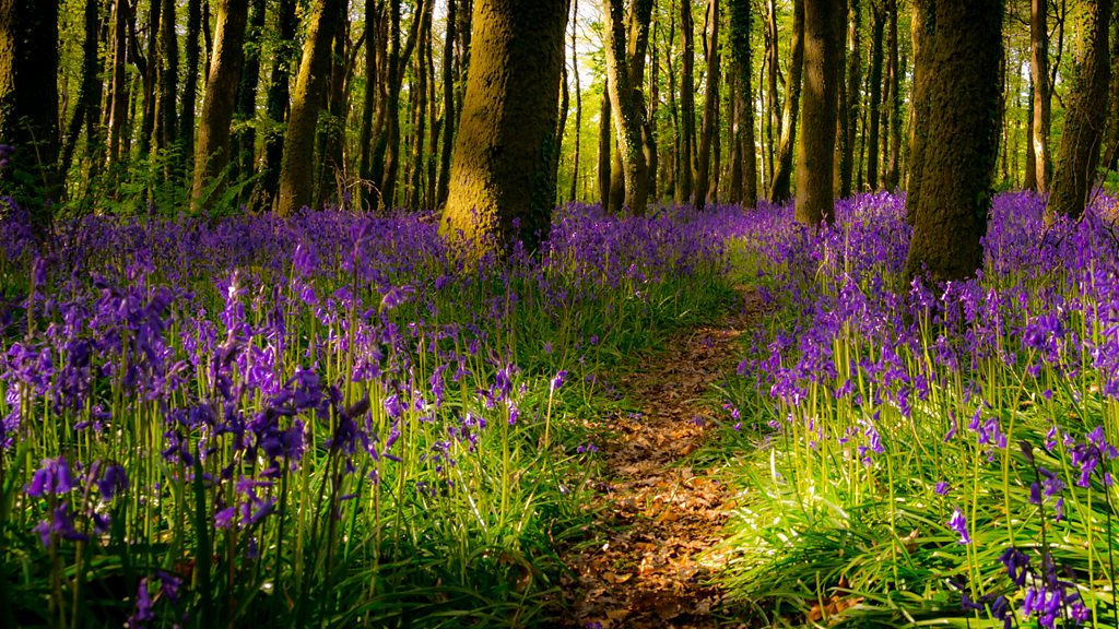 Springwatch 2015: Day one - BBC