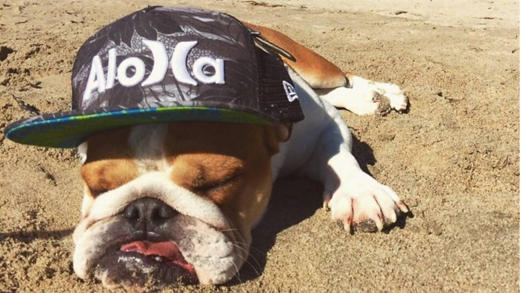 These sports stars' dogs are more baller than you'll ever be - BBC Three