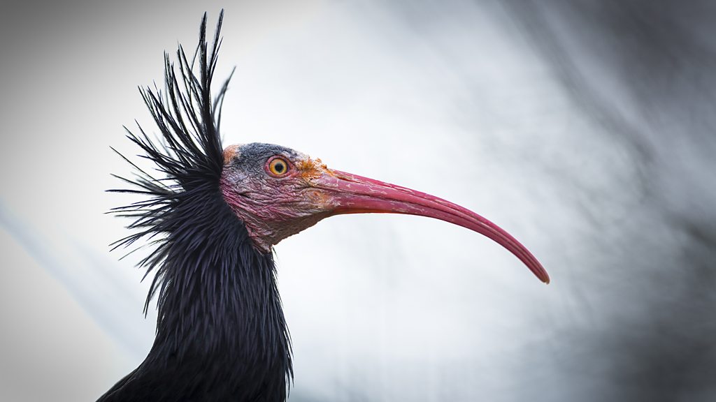 This weird bird may have been the first protected species