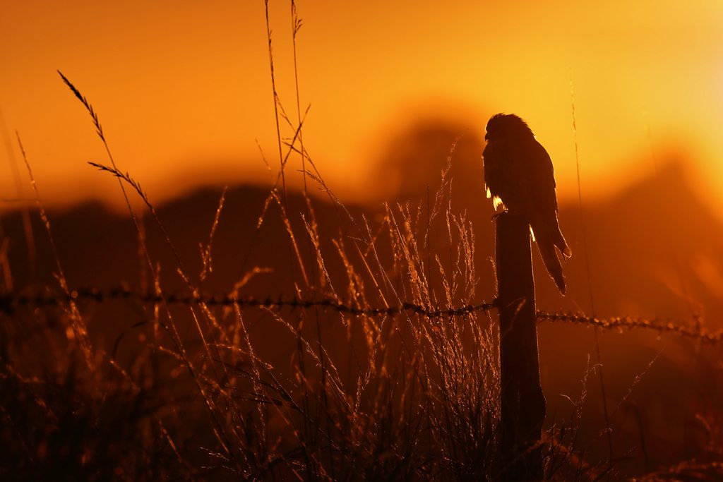 Autumnwatch 2016 - BBC
