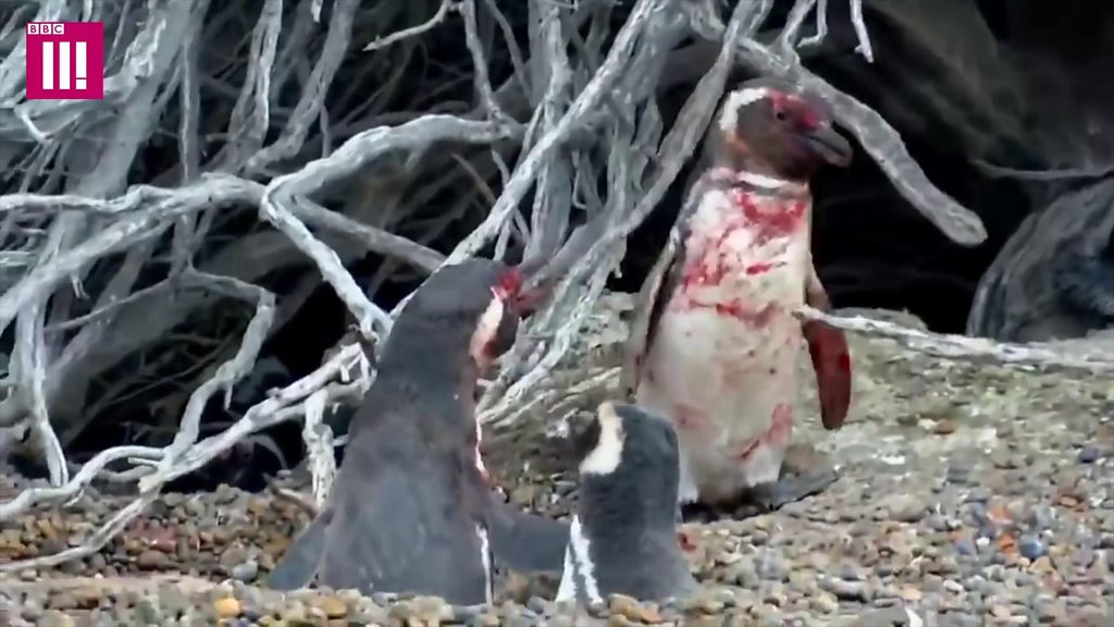 Bloody fight breaks out over 'cheating wife' penguin - BBC Three