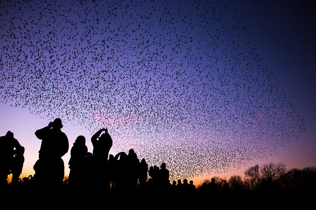 Winterwatch 2017 - BBC