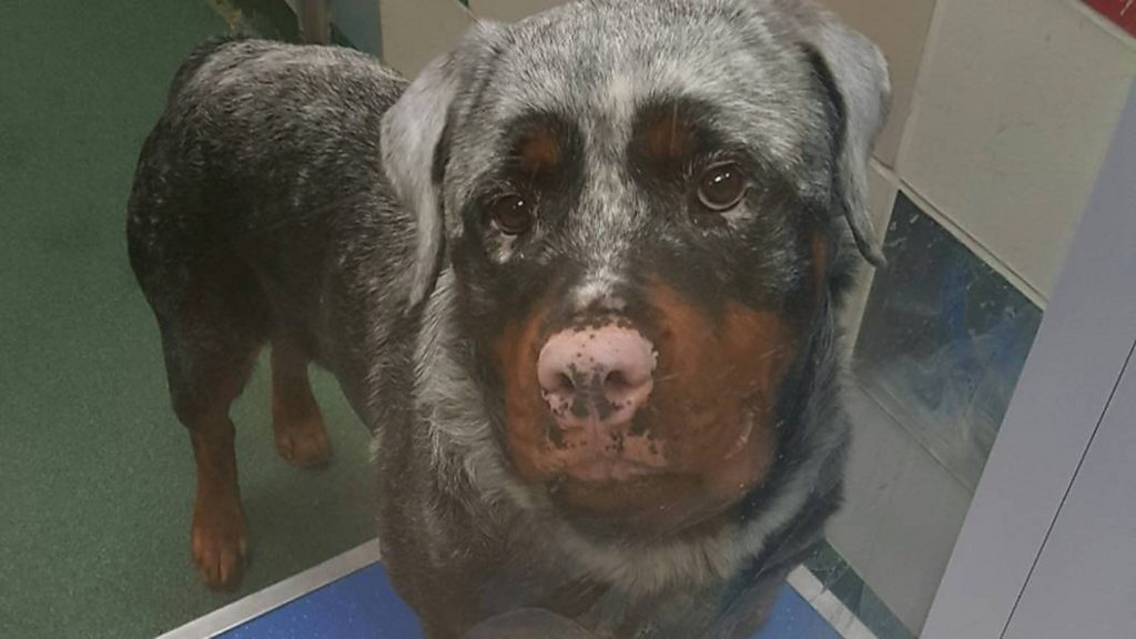 Why this rottweiler's turning white - BBC Three