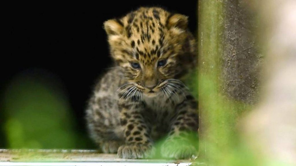 Cute alert! Meet two adorable baby leopards - BBC Three