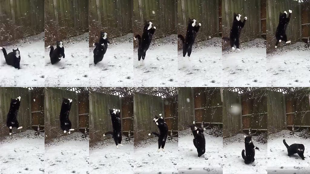 Cats versus snow is the only thing that matters right now - BBC Three