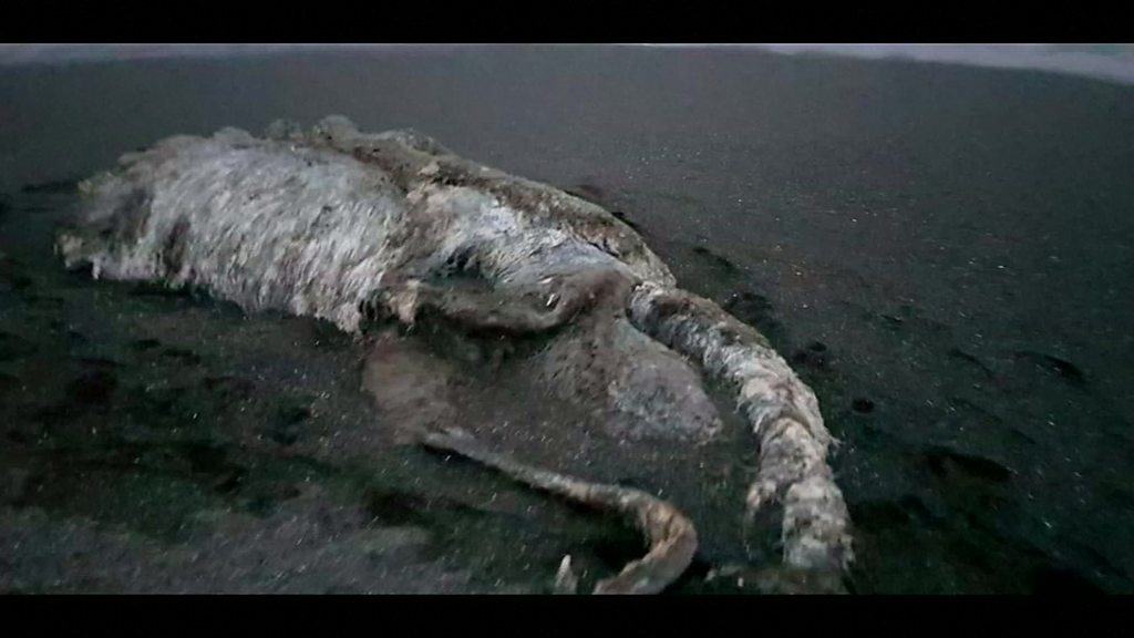 A modern day sea monster? - BBC News
