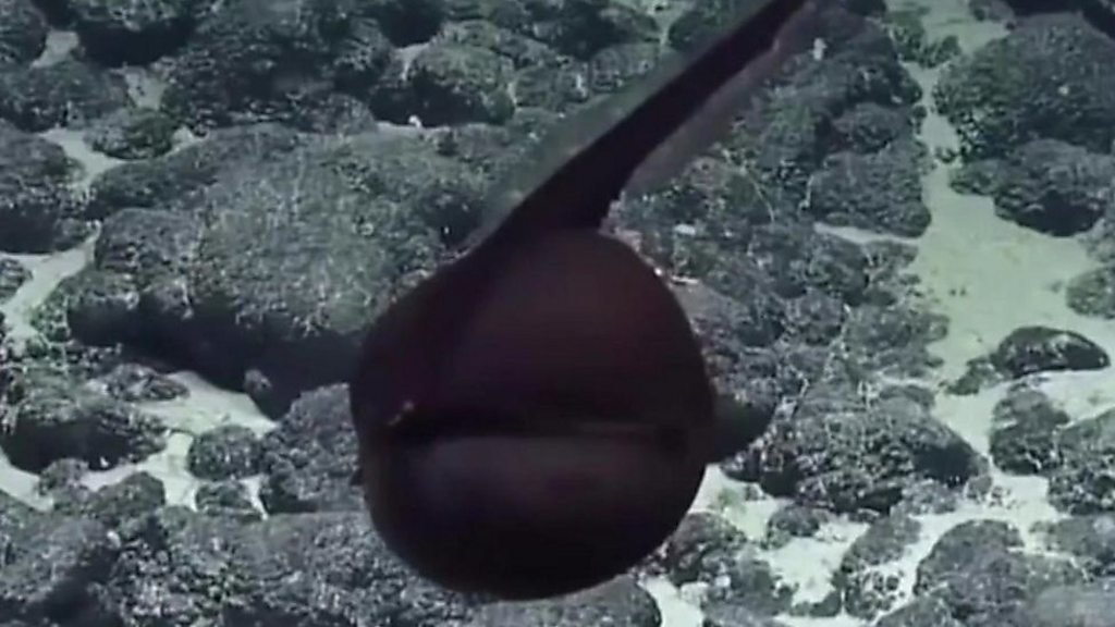 Are you for eel?