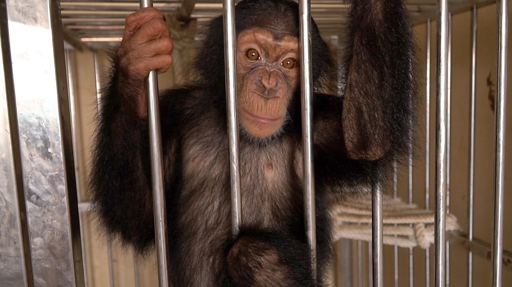 The baby chimpanzees saved from traffickers in Asia - BBC News