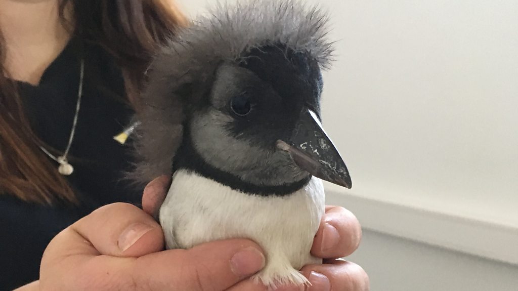 Puffin patrol - BBC News
