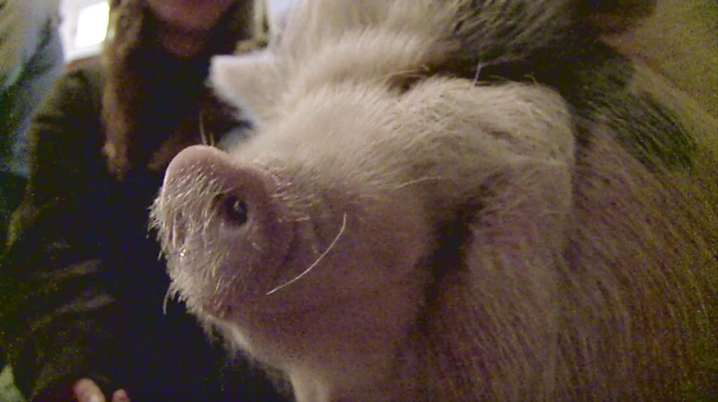 'Meet my emotional support pig' 🐷