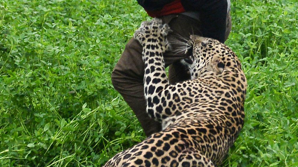 Wild leopard attacks Indian village