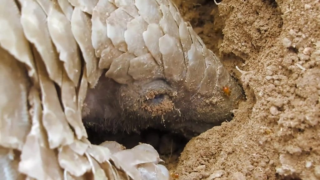 Pangolin protection: Trying to save the most trafficked mammals in the ...