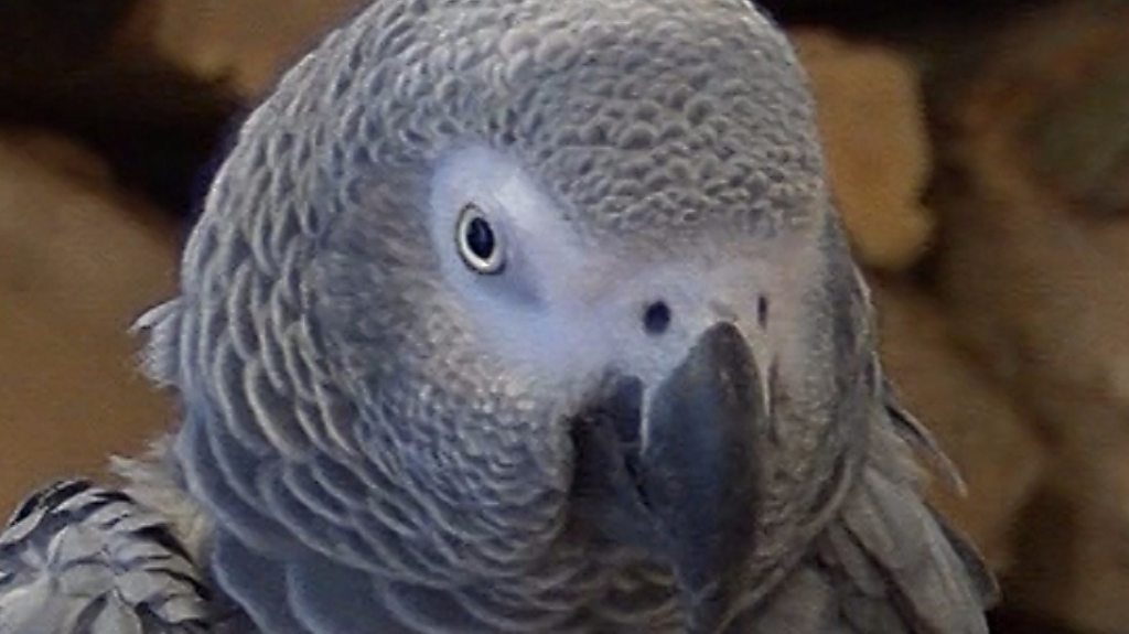 The parrot who enjoys trekking and teasing dogs - BBC News