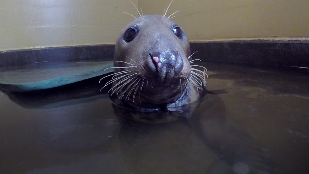 Plastic ring injury leaves Horsey seal Sir David 'weak' - BBC News
