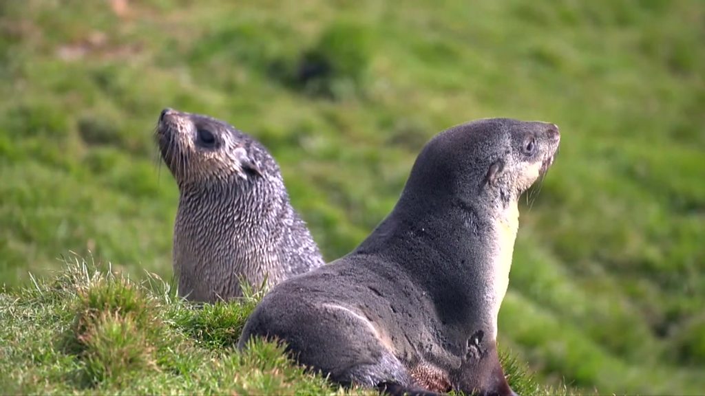 The secrets of seal poo