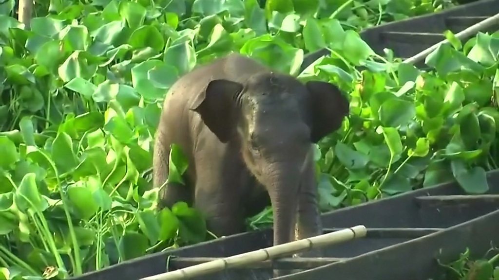 Stranded baby elephant rescued from lake