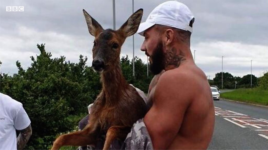 Man saves deer from drowning in canal