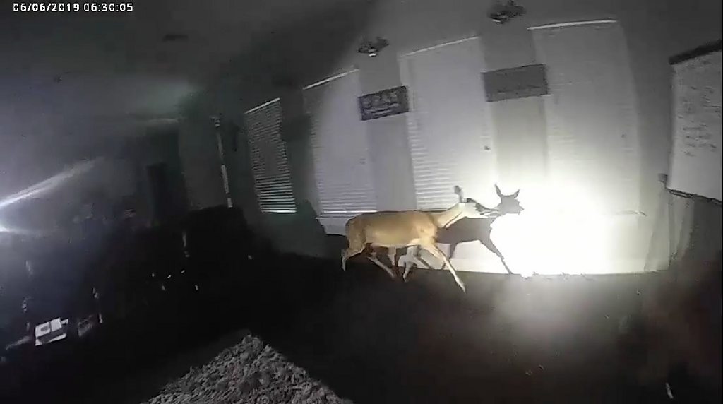 Police look for burglar - and find deer - BBC News