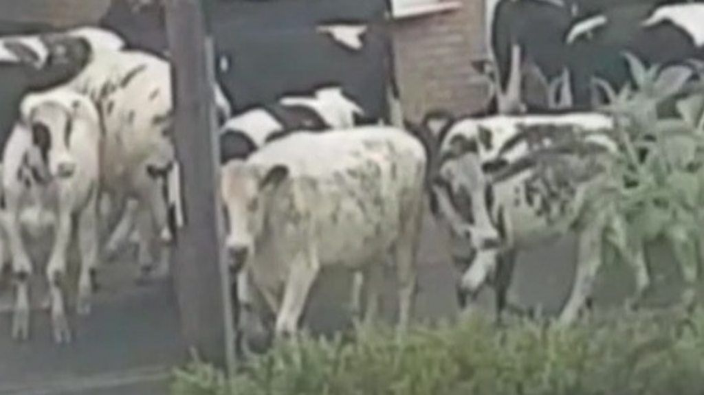 Cows invade residential street in Stockport