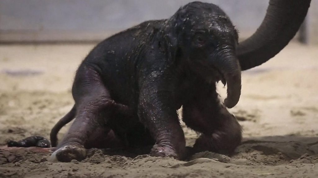 Wobbly first steps... - BBC News