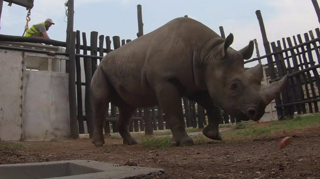 The largest transport of rhinos in the world