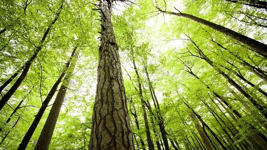 Planting new forests - BBC News