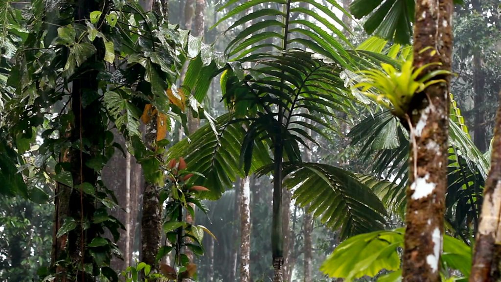 Why is the Amazon so important? - BBC News