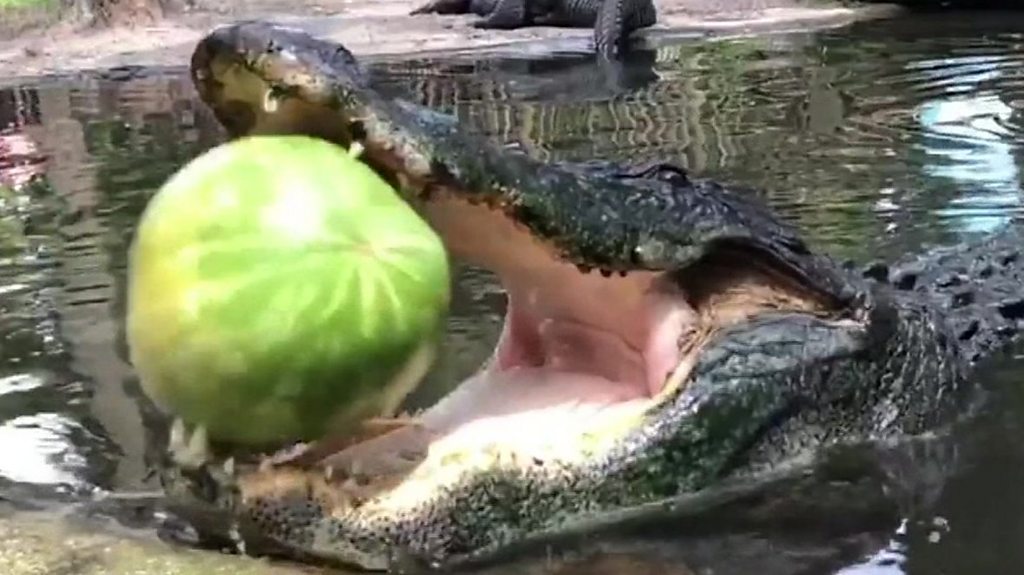 ICYMI: Alligator vs watermelon, and statues made of butter - BBC News