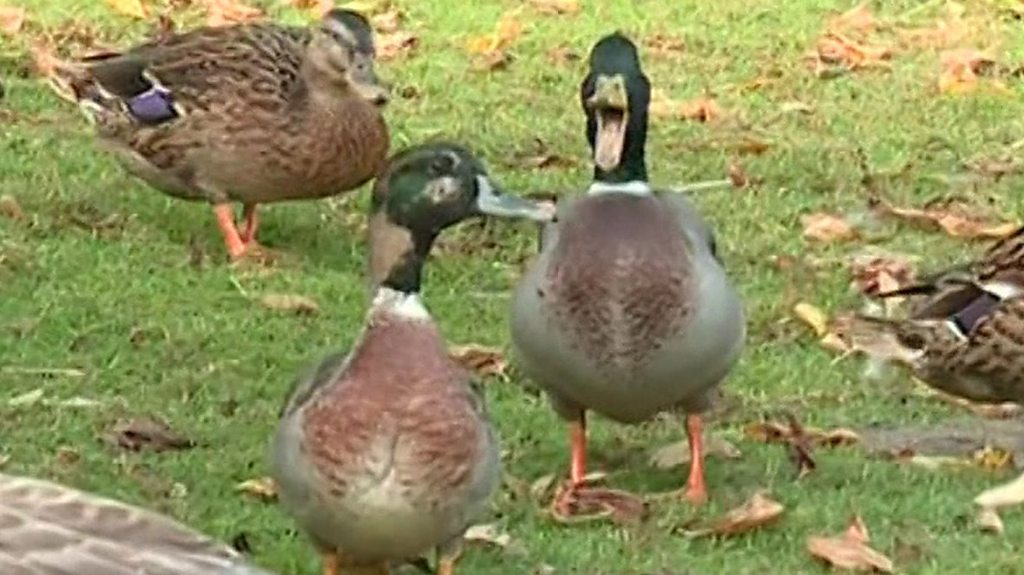 Ducking heck - BBC News
