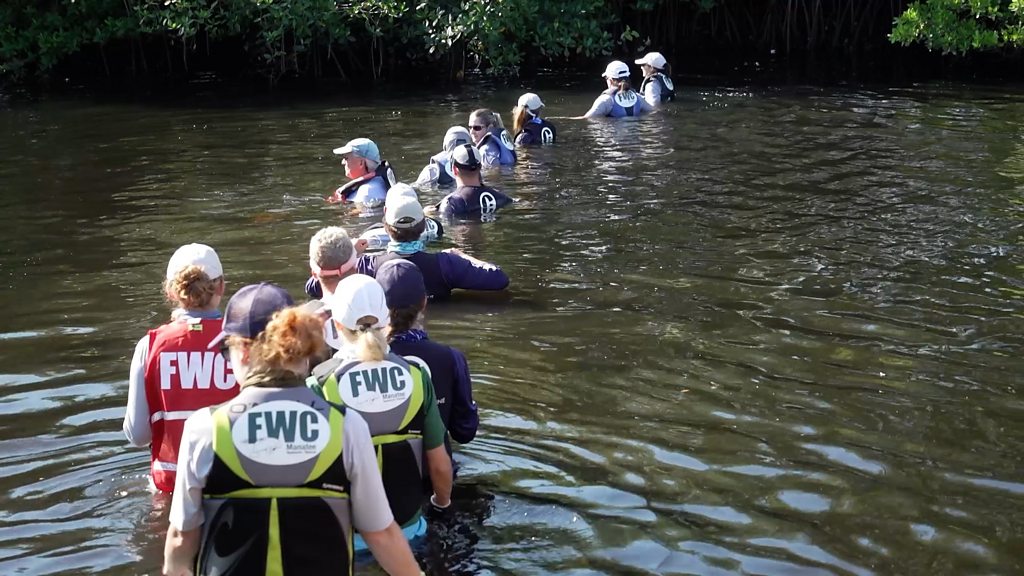 Human chain saves stranded dolphins