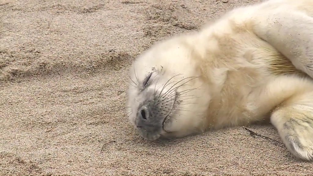 Seal-spotting from the air