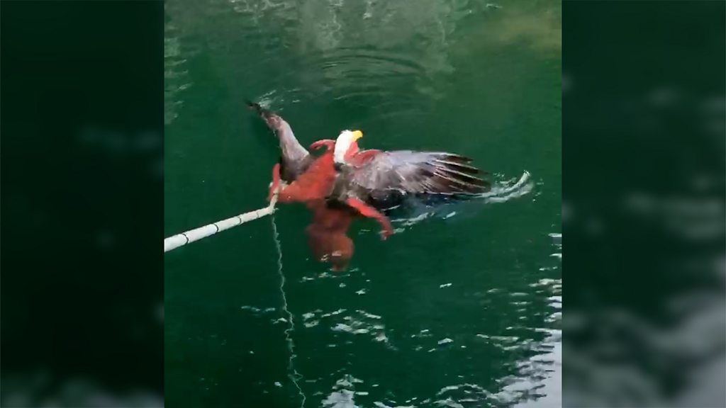 Eagle attacks octopus, probably regrets it - BBC News