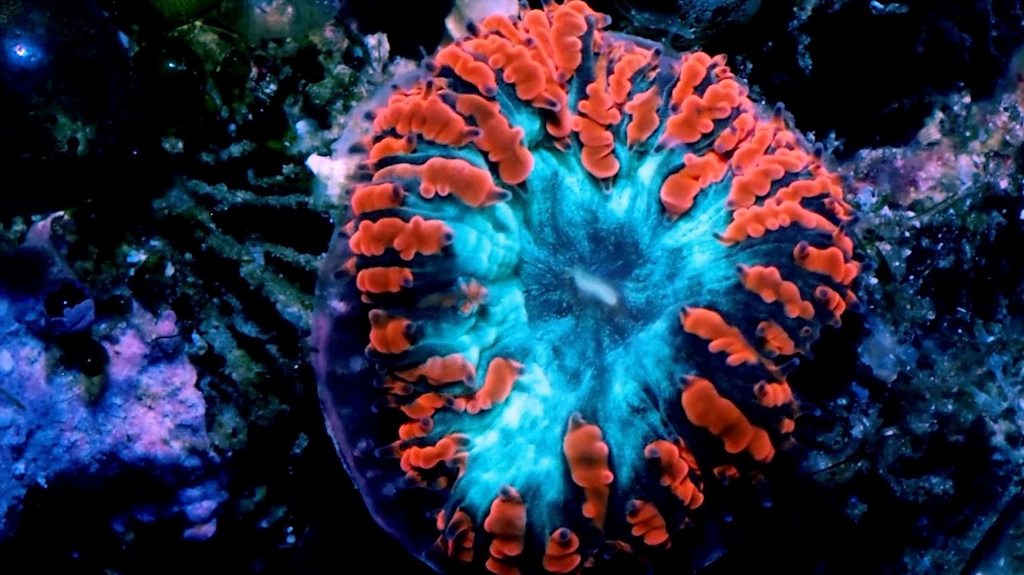 Can 'super coral' save the world's reefs?