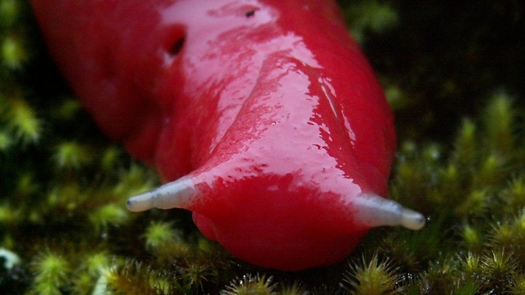 The fluoro slug... - BBC News