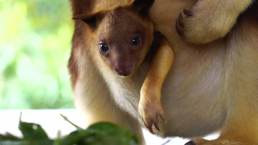 Chimbu the tree kangaroo helps save his wild cousins