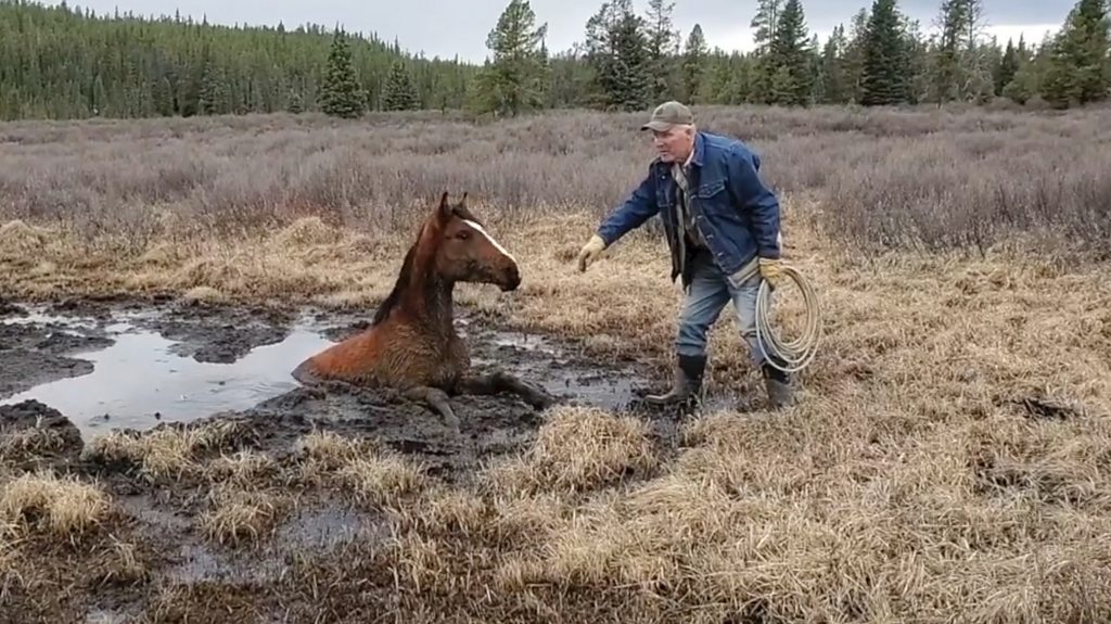 Wild horse rescued from muddy bog - BBC News