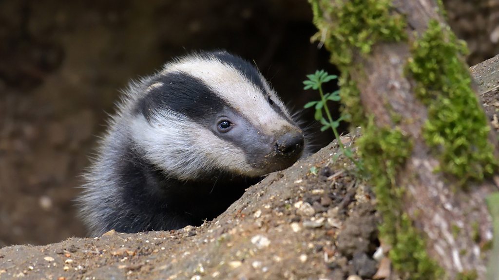 Springwatch 2020 - BBC