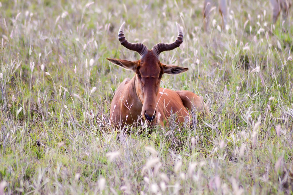 Saving one of the world's rarest antelope - BBC News