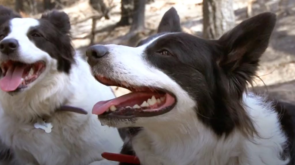 The dogs helping forests grow back - BBC News