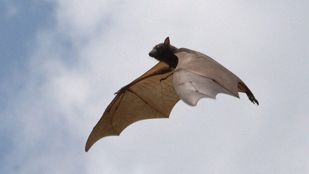 Flying foxes - BBC News