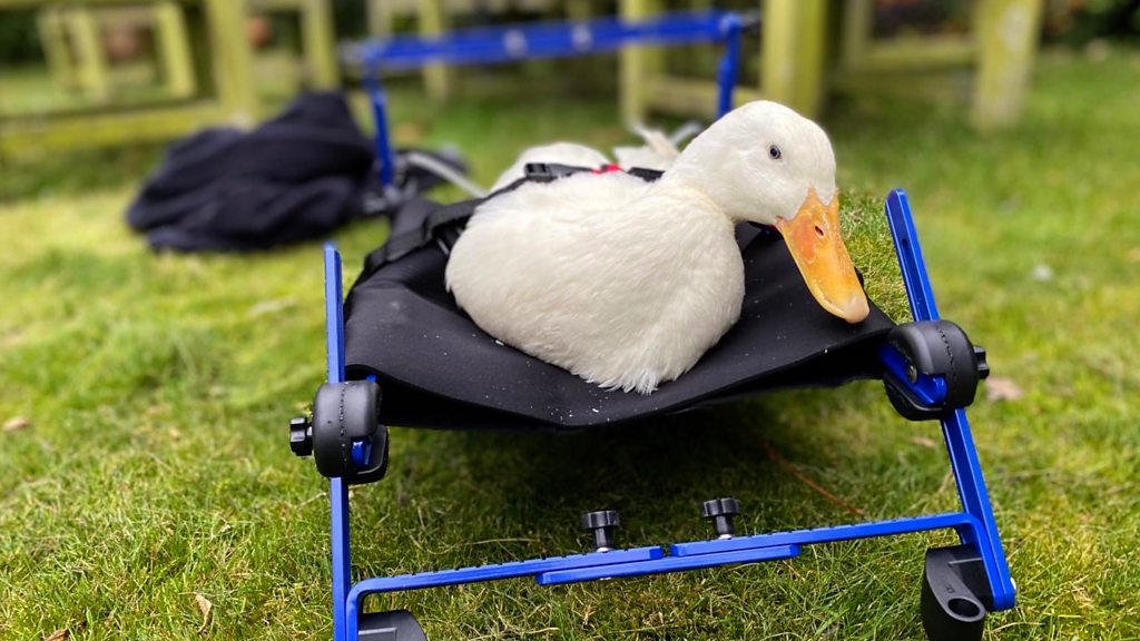 One-legged duck given wheelchair to help it walk