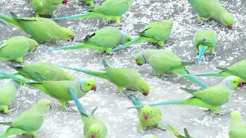 The man who feeds hundreds of parrots every day