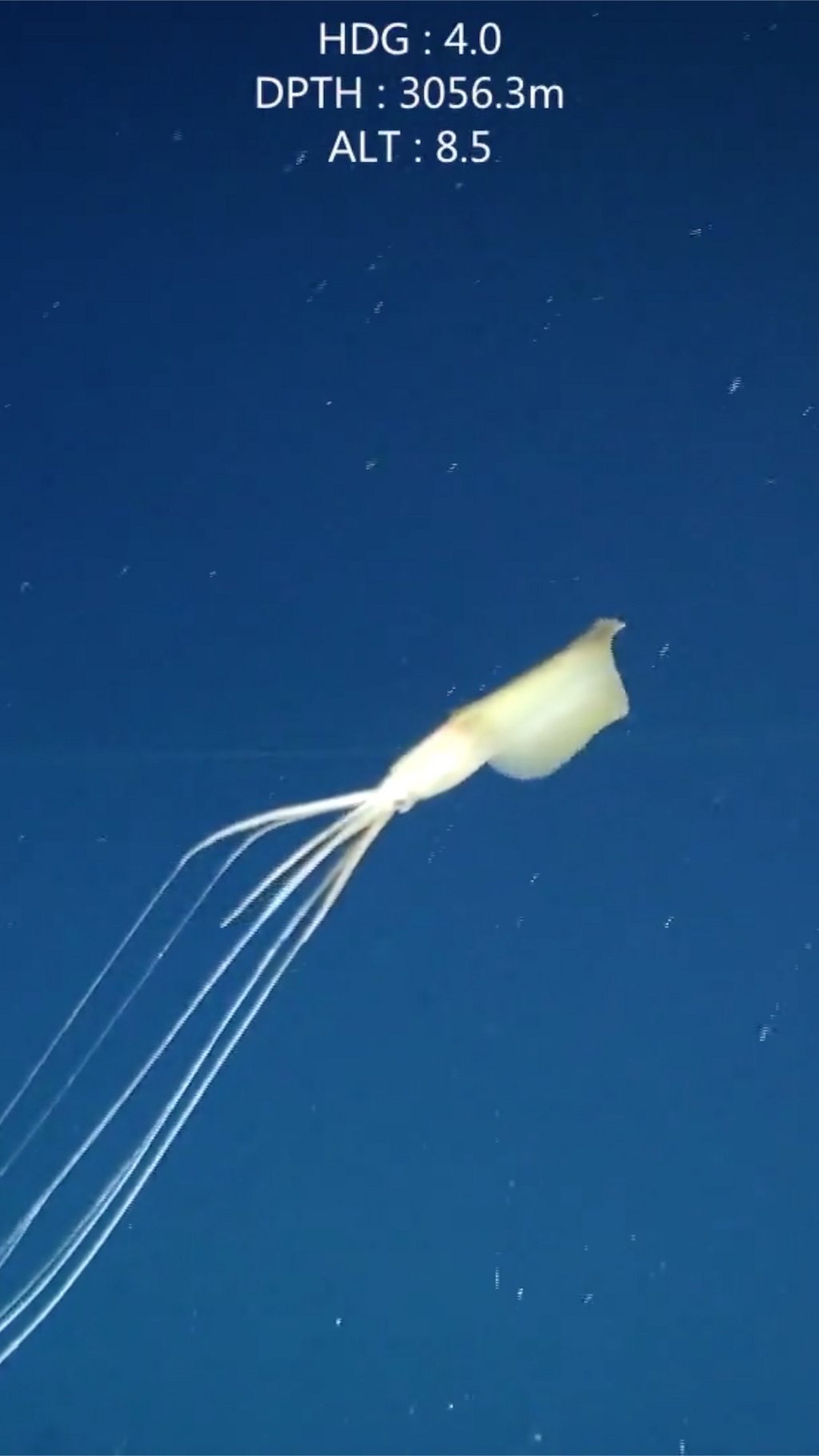 Bigfin squid spotted in Australia for first time