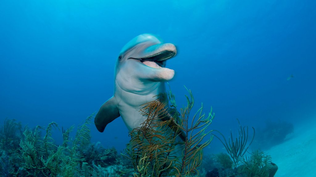 Nature's secret remedies: Self-medicating dolphins