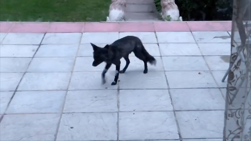 Rare black fox spotted in London garden - BBC News