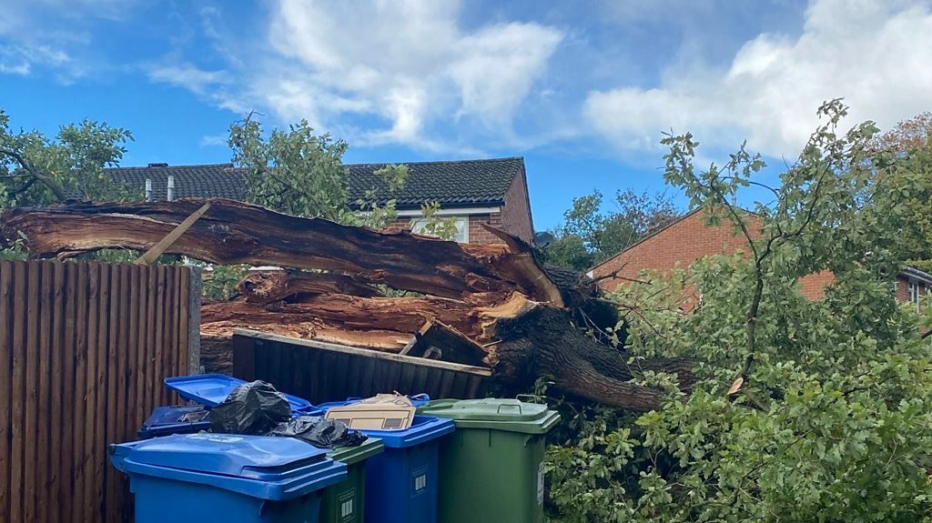 Tree crushes garden fence after storm - BBC News
