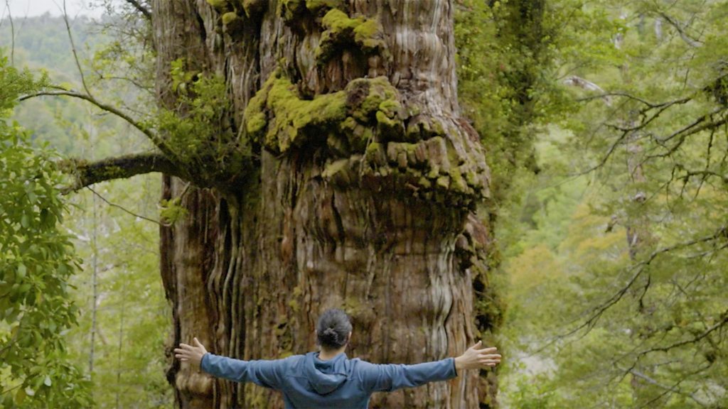 The 5,000-year-old tree that holds clues to life and death