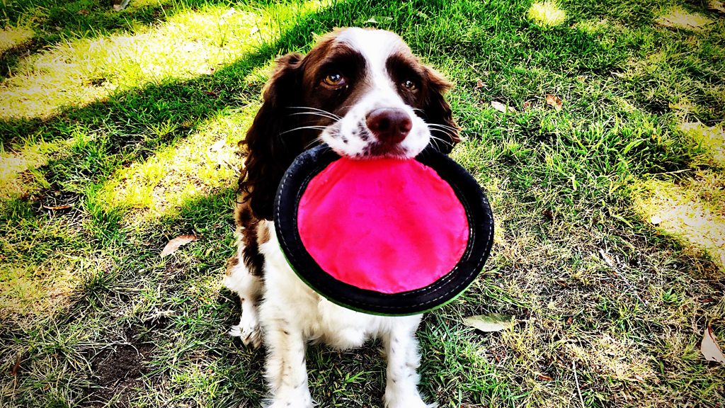 Dogs can understand words for specific objects