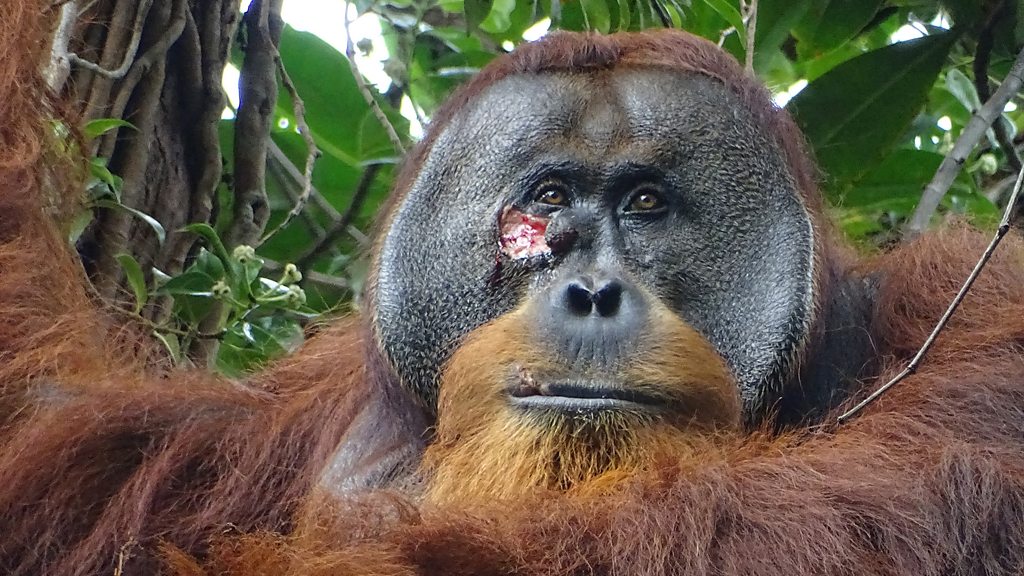In a first, orangutan seen using plant to heal injury